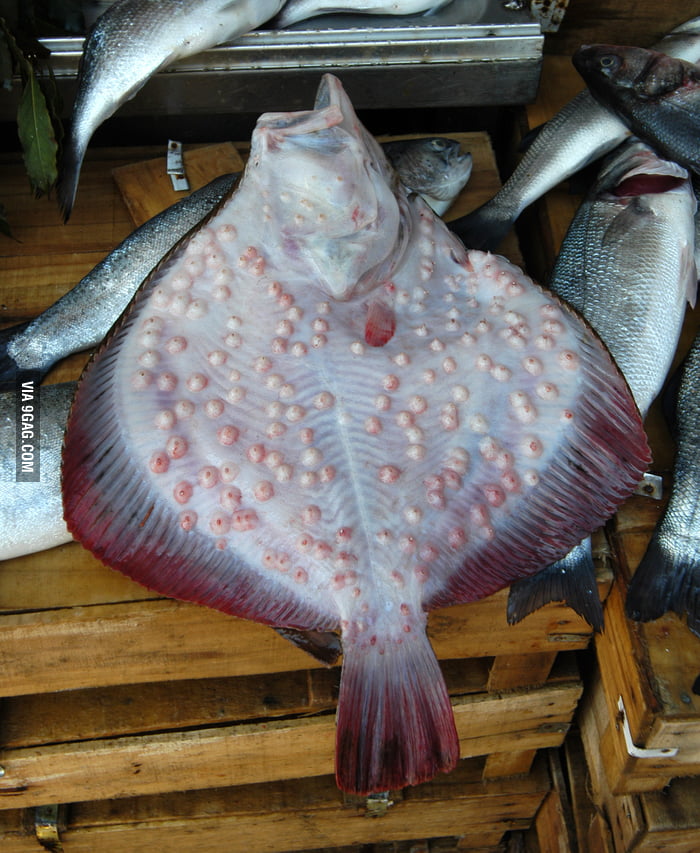 Nope Fish - 9GAG