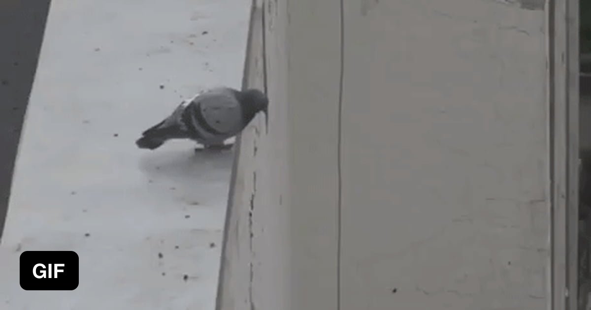 RIP bird. You had so much potential. - 9GAG