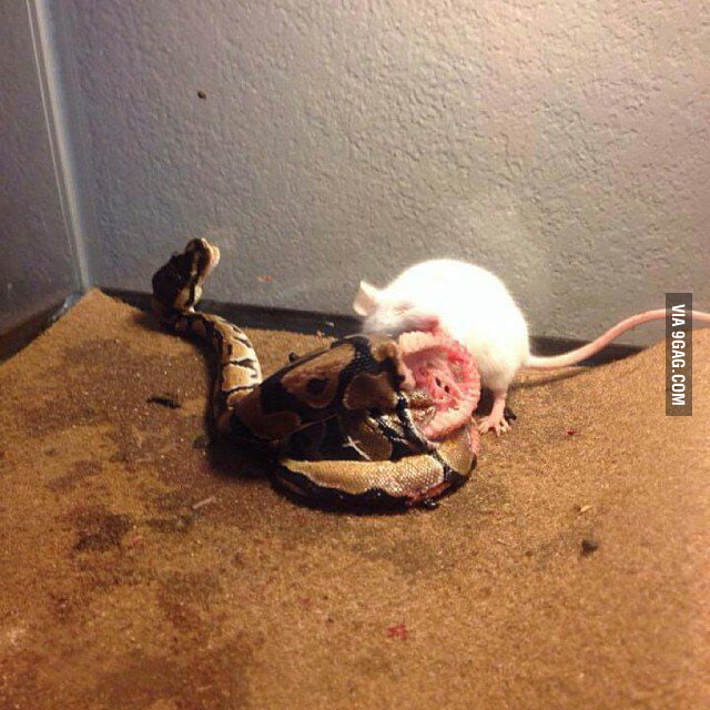 My friend woke up to his pet snake getting eaten by it's dinner... - 9GAG