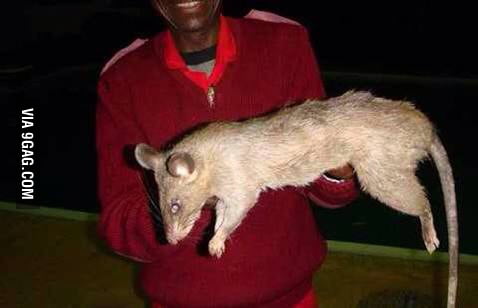 To the 4ft London rat, this a " small " cane rat. They are pretty ...