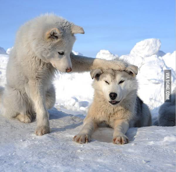 Two baby wolves having a good time - 9GAG
