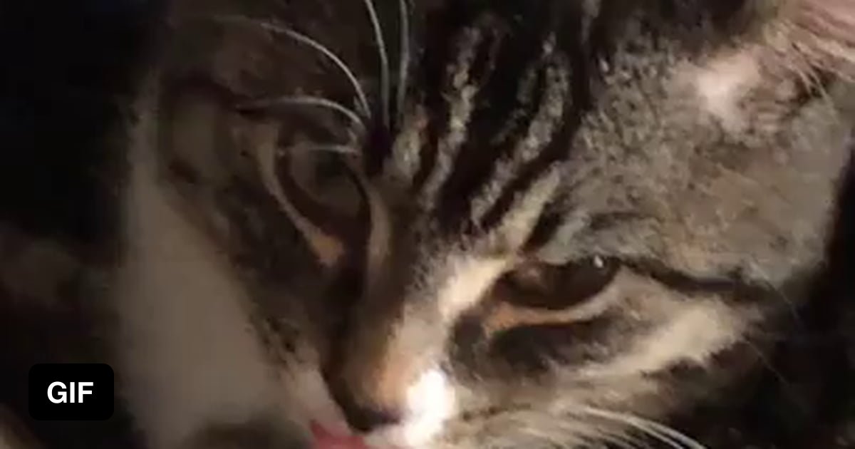 Sleepy seduction blep. - 9GAG