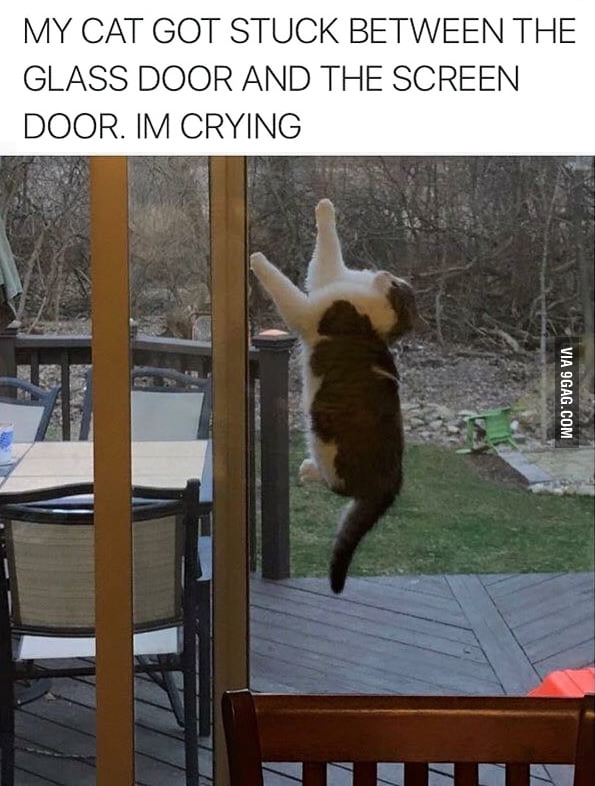 This cat, everyone - 9GAG