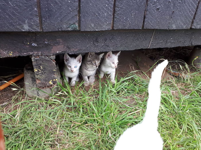 Very shy cats - 9GAG