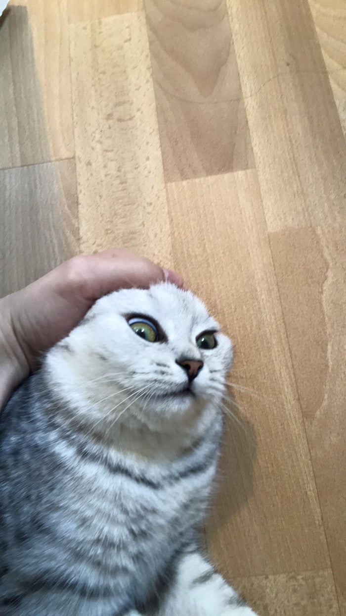 Unhand me Hooman. - 9GAG