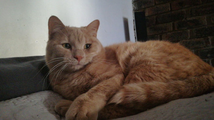 Ginger doom cat. - 9GAG