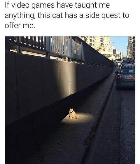 Side Quest Cat - 9GAG
