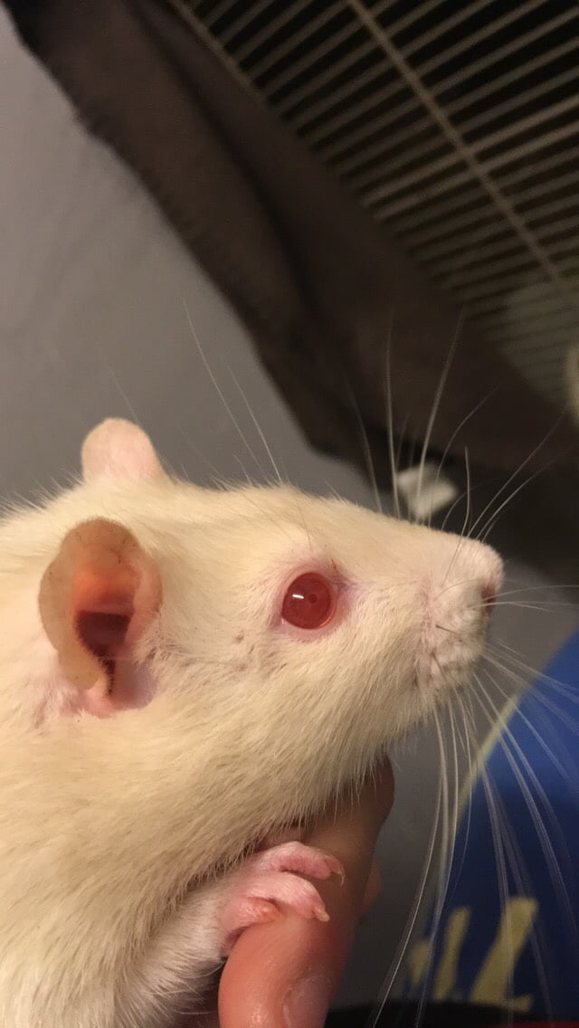 This is what an albino rat’s eye looks like close up - 9GAG
