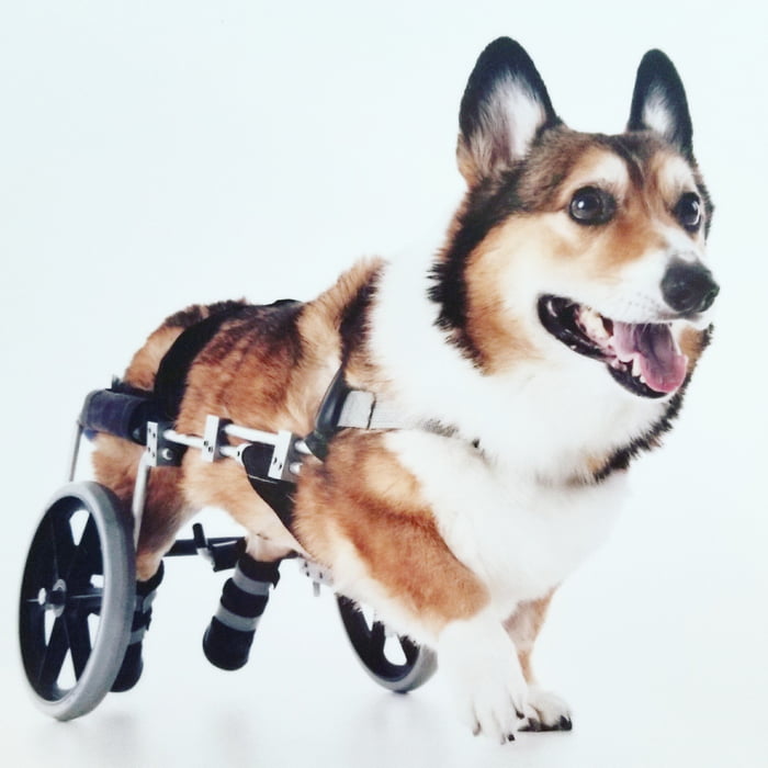 Action shot of wheely rare corgi - 9GAG