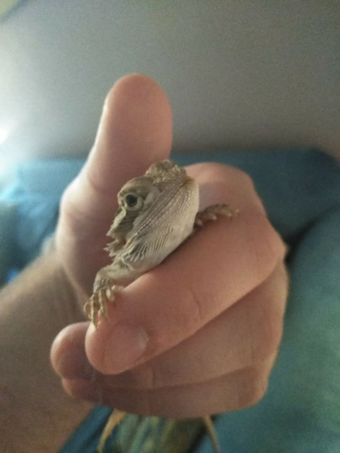 Don't let the cute face fool you! He'll bite the shit out of you! - 9GAG