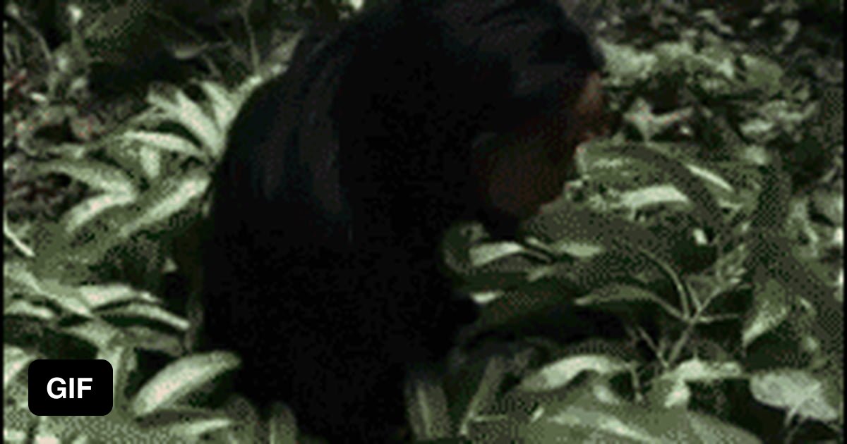 Creepy trolling monkey - 9GAG