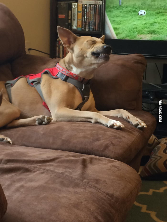 A picture of a dog mid sneeze. - 9GAG