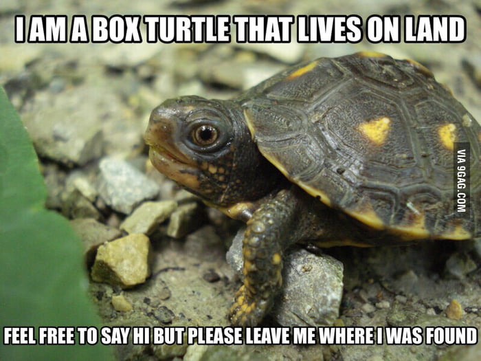 It is that time of year people, helpful tip turtle. - 9GAG