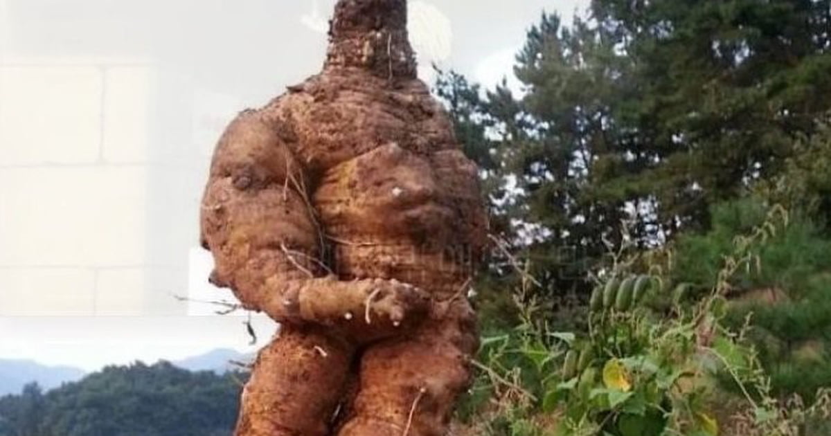 Root Man - 9GAG
