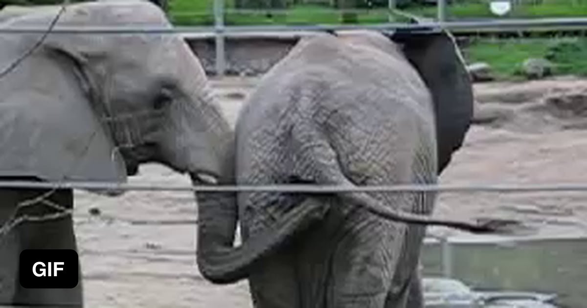 Fisting level Elephant - 9GAG