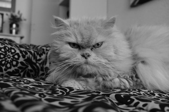 My friend cat (: (marlot) - 9GAG