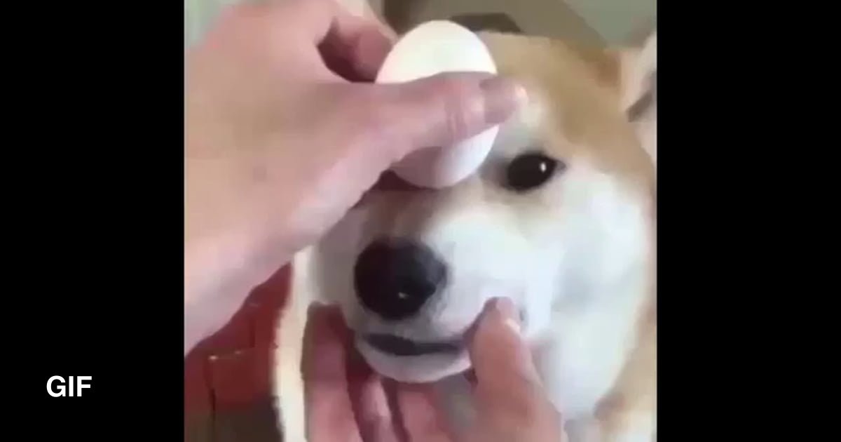 Egg doge - 9GAG