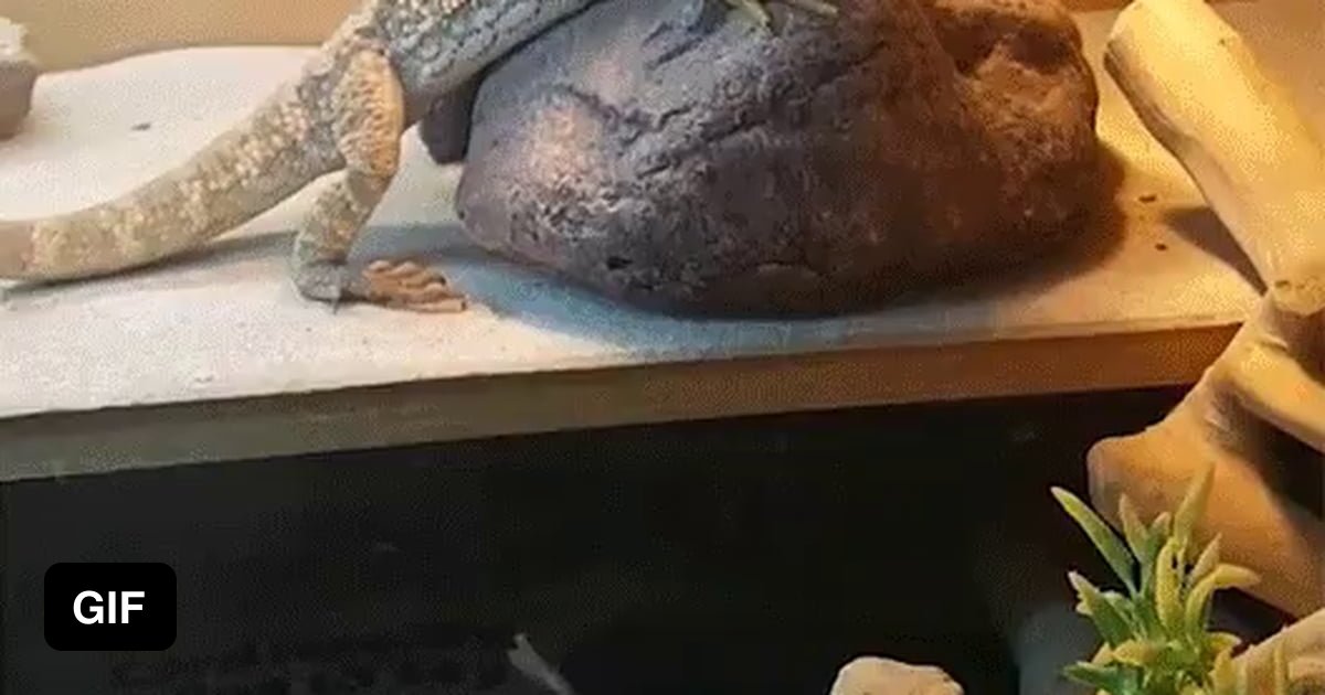 Lizard Waving Back - 9GAG