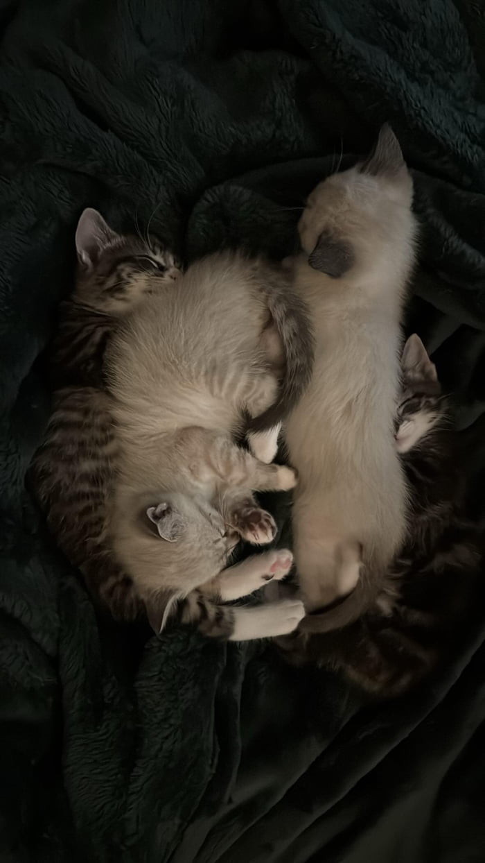 Kitten Lasagna - 9GAG