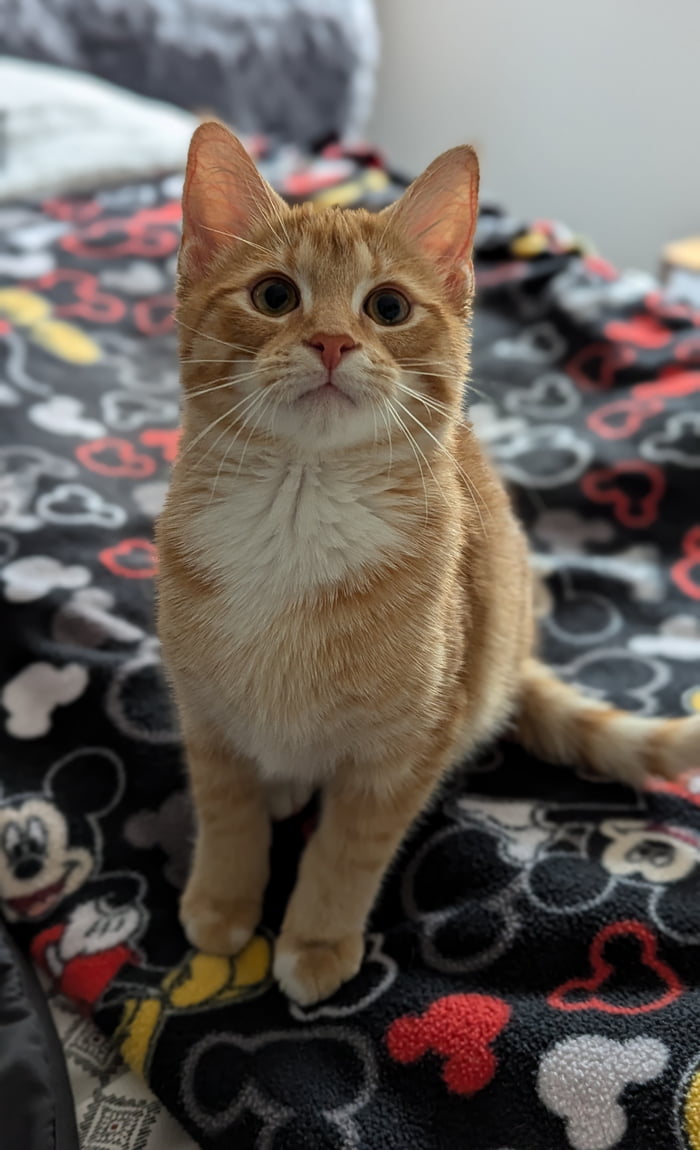 Samwise requests a boop for his little nose! 🧡 - 9GAG