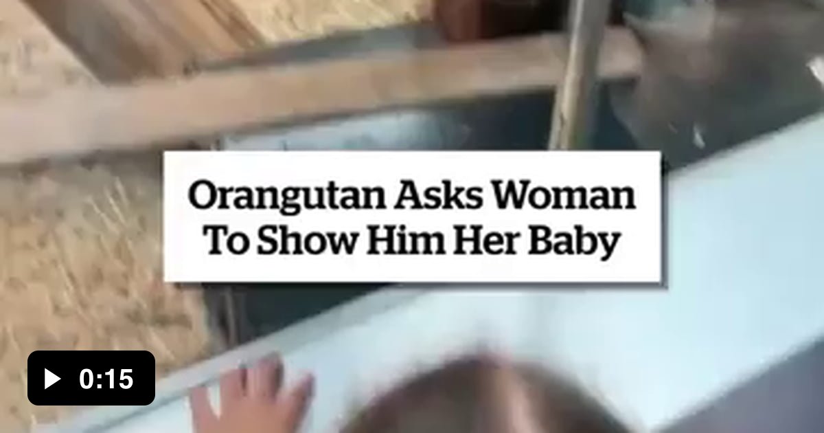 Orangutan asks woman to show him her baby - 9GAG