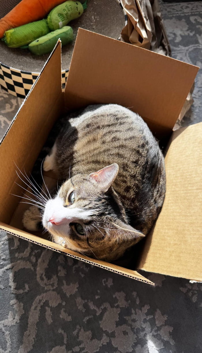 Lil man enjoying his box 😌 - 9GAG