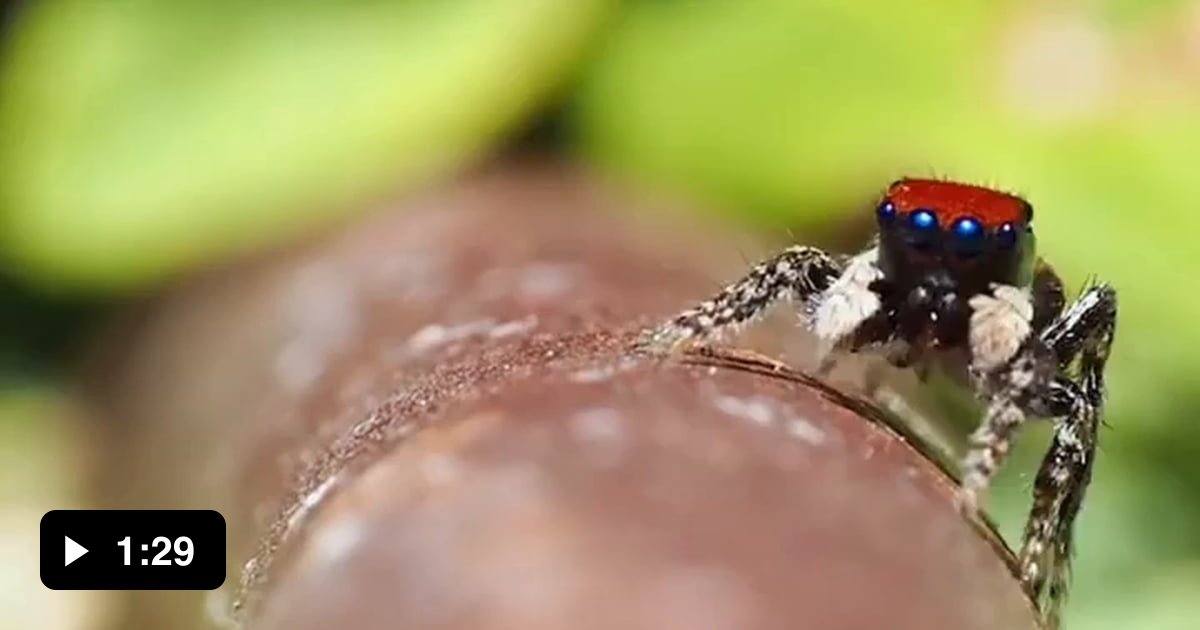 Peacock Spiders - 9GAG