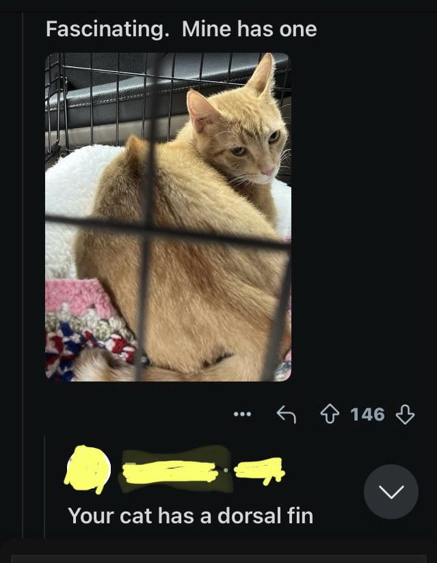 A: Some Cats Just Have Hair That Sticks Up On Their Back - 9GAG