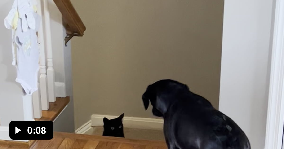 Ultimate Showdown - 9GAG