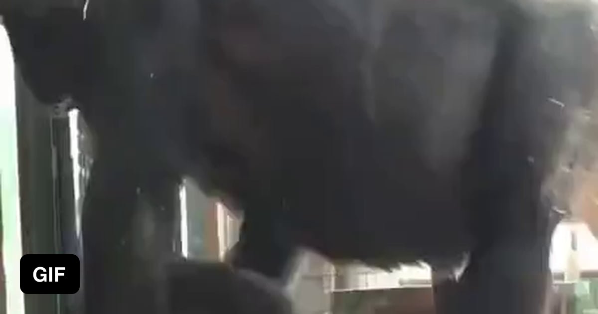 That's what the gorilla is doing to the 100 Man. - 9GAG