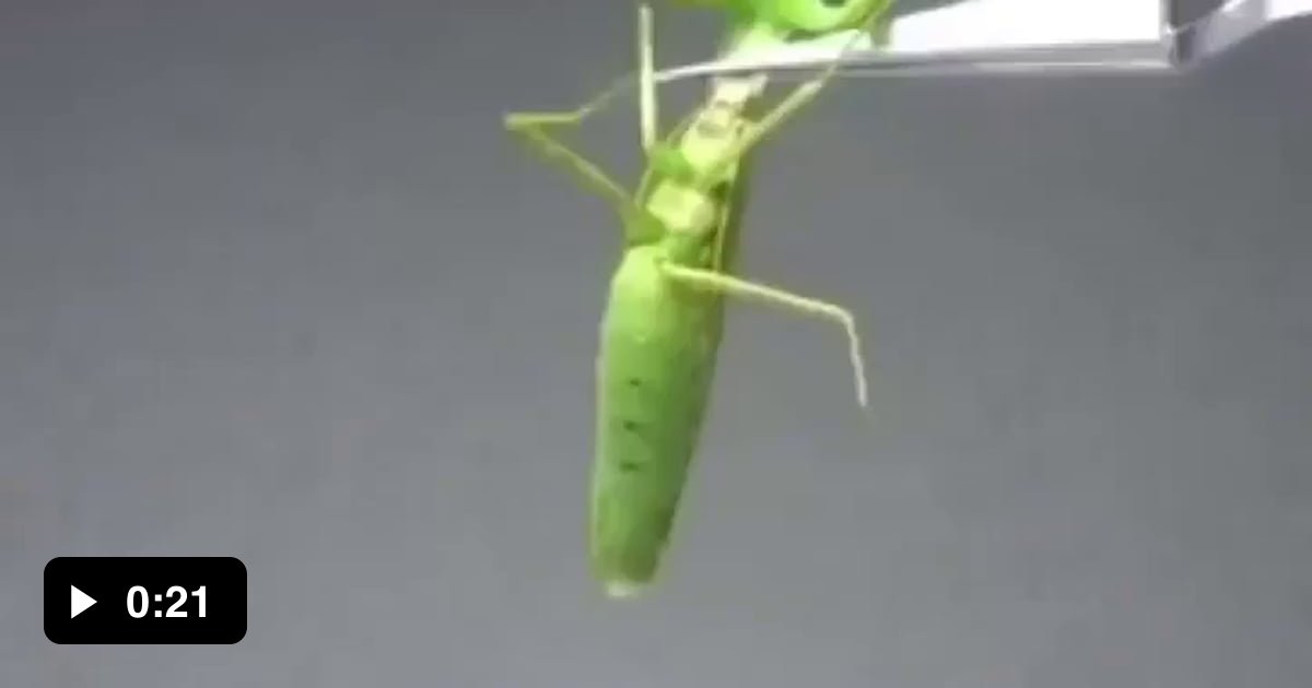 Lowering a Praying Mantis in water to entice the parasite living within ...
