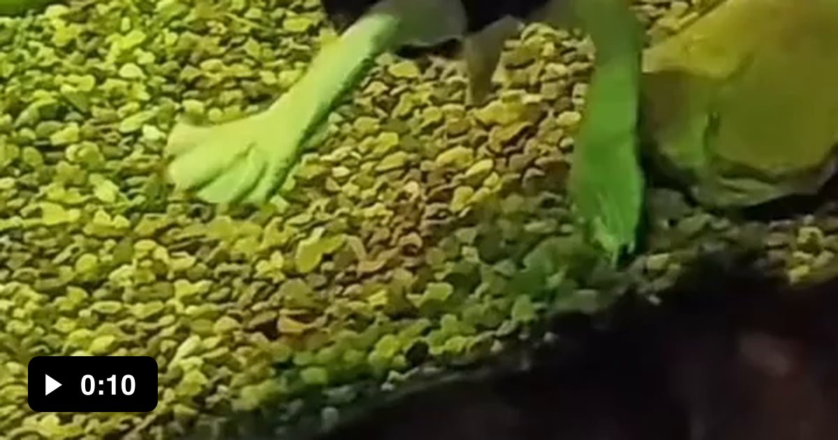 Mutant turtle with long legs - 9GAG