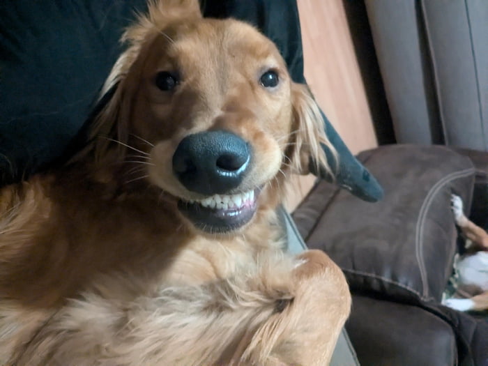 Just got done chewing on his own leg. - 9GAG