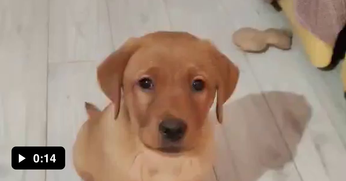 It´s never too early to BOOP THE DAMN SNOOT! - 9GAG