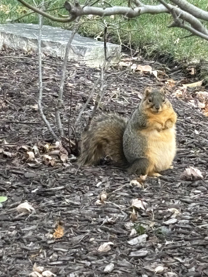 Of a squirrel - 9GAG