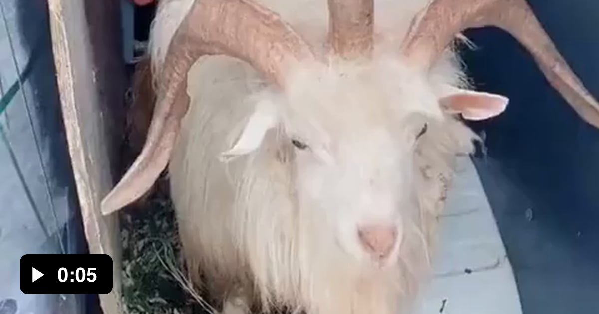 Three horned Goat - 9GAG