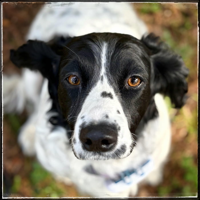 Meet Kira. A rescue dog from Ireland now living in Sweden. - 9GAG