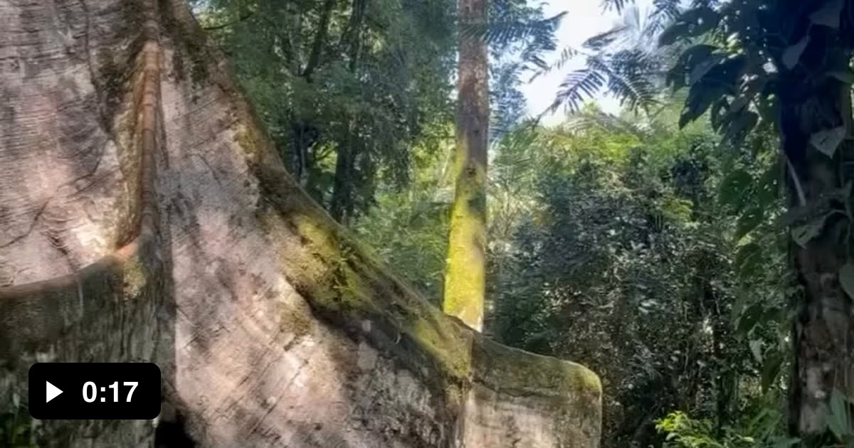 Ceiba pentandra, Samaúma tree - 9GAG