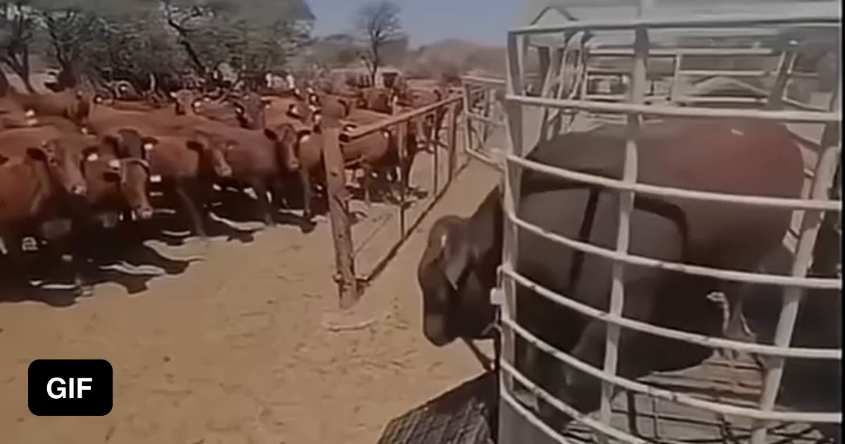 Breeding bull entering a pen full of cows - 9GAG