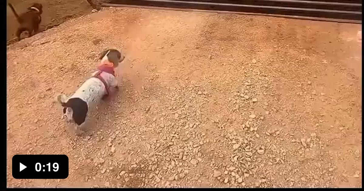 Optimized predator vs walking sausage - 9GAG
