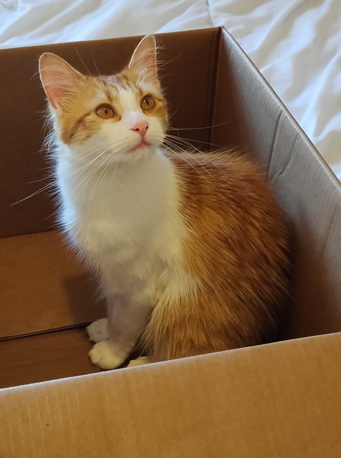 'It's my box now.' - Cheebs 2025 - 9GAG