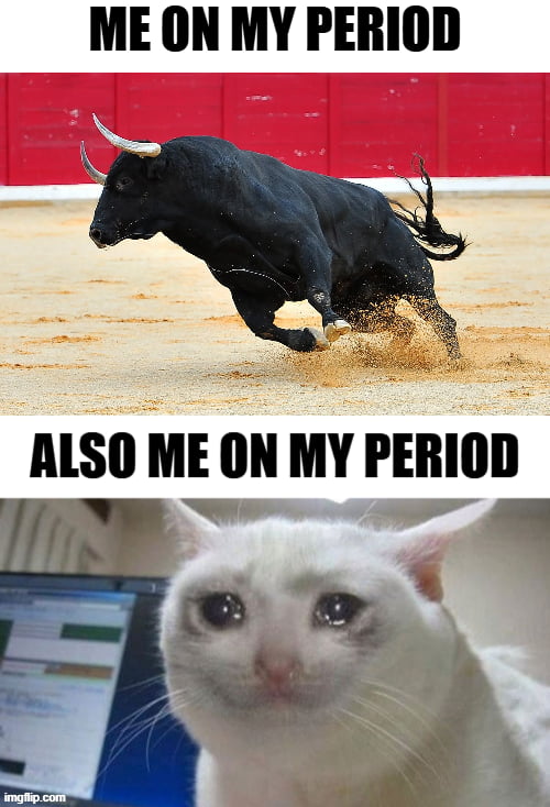 Bull and cat - 9GAG