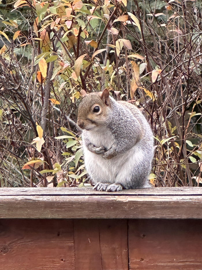 Of a mama squirrel - 9GAG