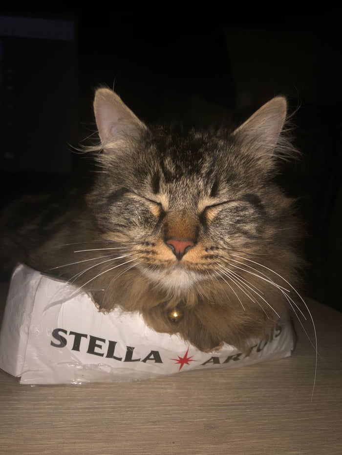 Inky Bear is an absolute menace and will steal all your Stellas - 9GAG