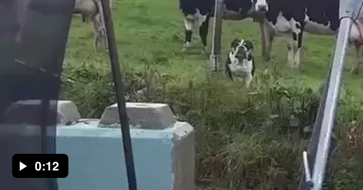 “You’re not a cow” 😂 - 9GAG