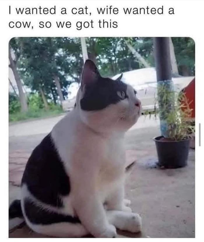 “Mooowww” - 9GAG