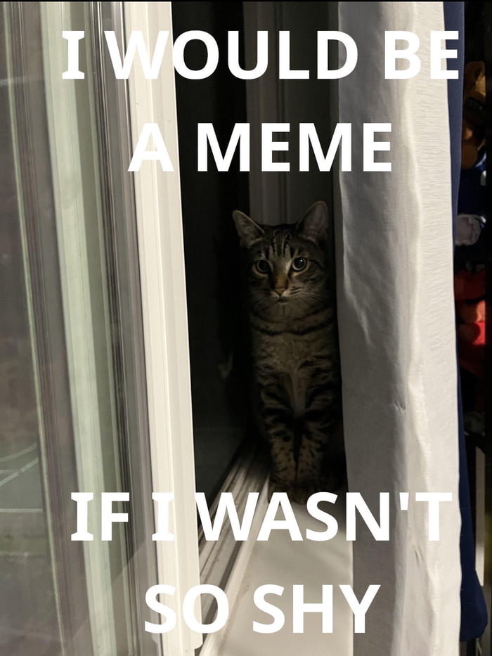 Shy Cat is Shy - 9GAG