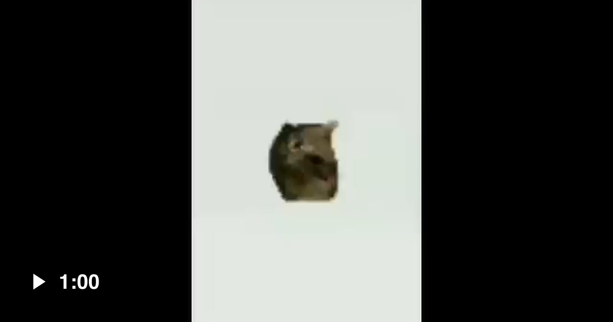 My cat at 3 am - 9GAG