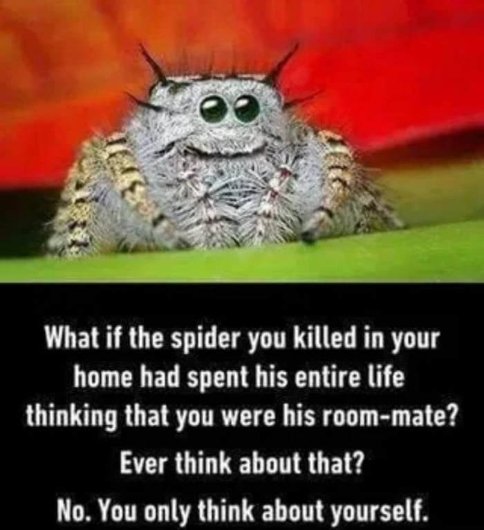 Spiders are nice - 9GAG