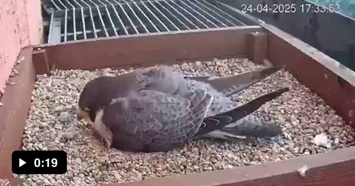 This bird is having a hard time with the wind, but it's doing its best to protect its eggs ...